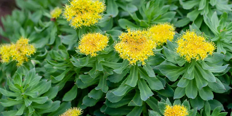 Rhodiola: Benefici e Guida Completa! (origine, dosaggio...) – Amoseeds ...